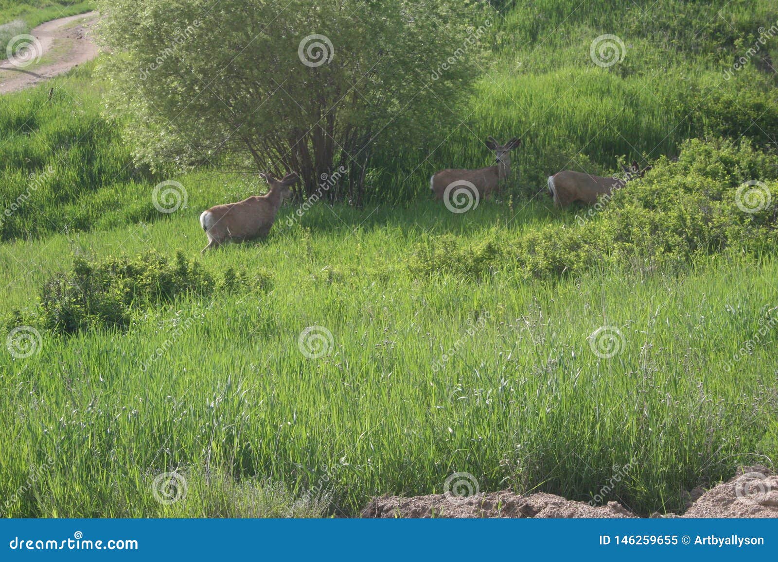 Deer Walking through a Pasture Stock Image - Image of animal, scenic ...