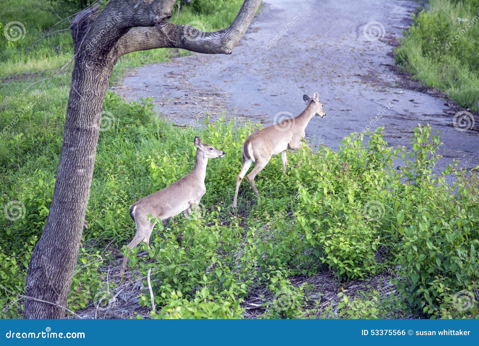 Deer walking stock photo. Image of walking, wildlife - 53375566