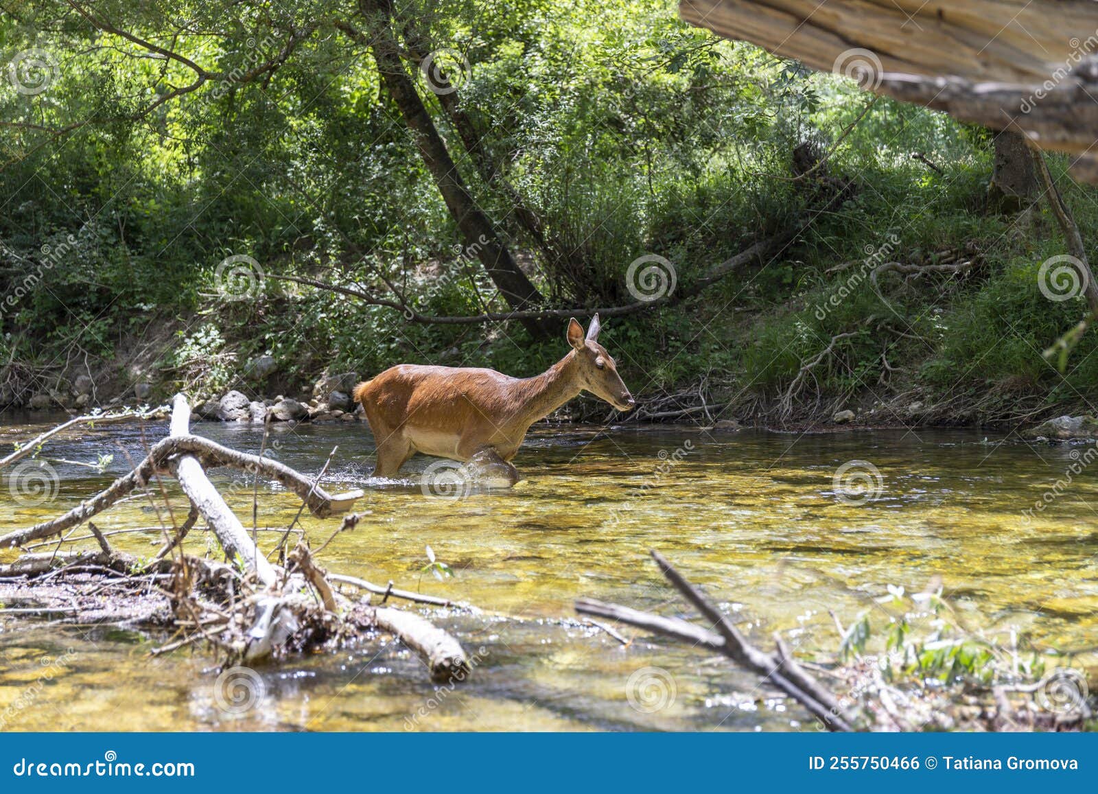Deer Walks in the Stream of Water in a Forest Stock Photo - Image of ...