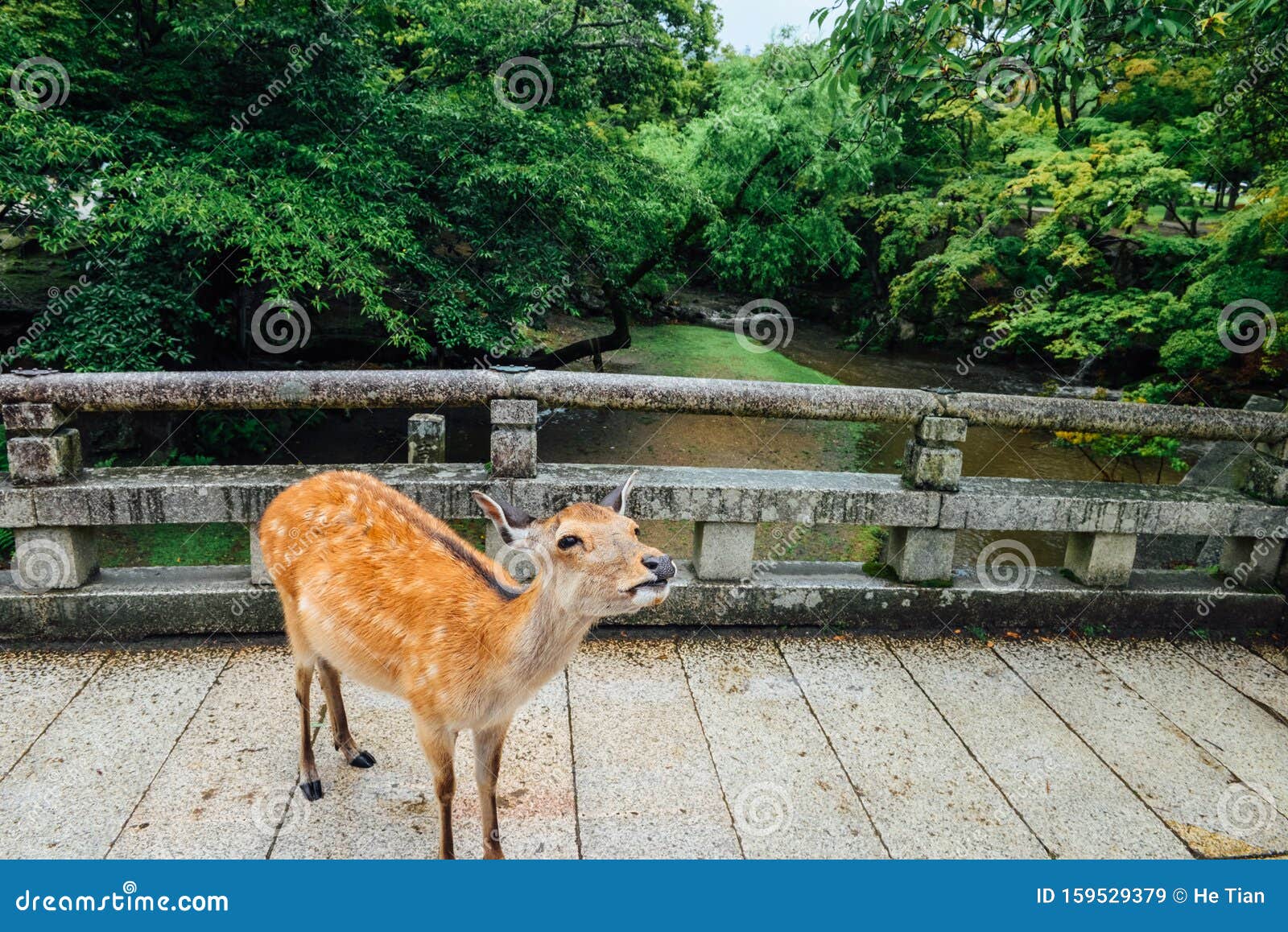 A deer wanderig on bridge stock image. Image of nara - 159529379