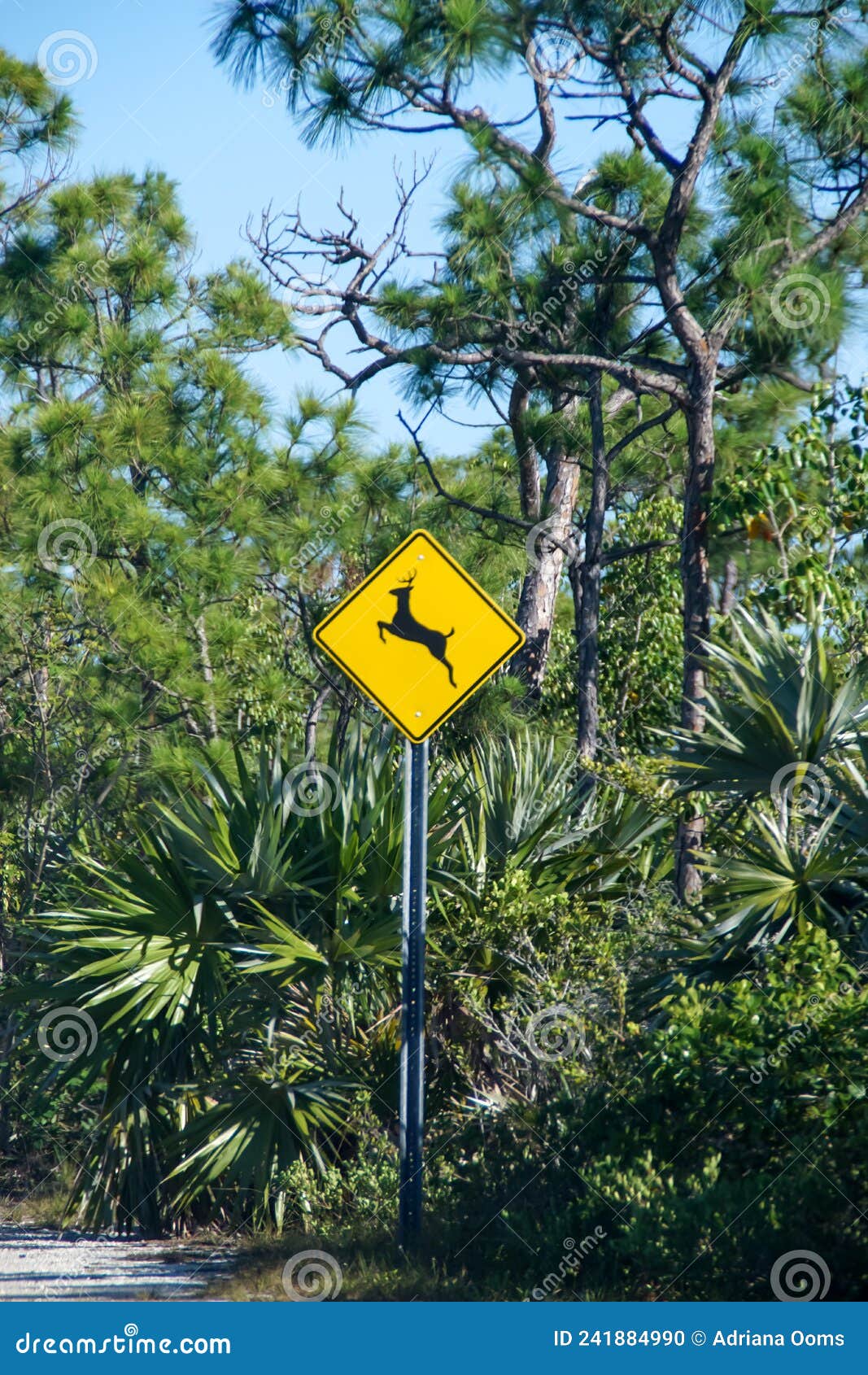 Deer warning sign stock photo. Image of floriday, xing - 241884990