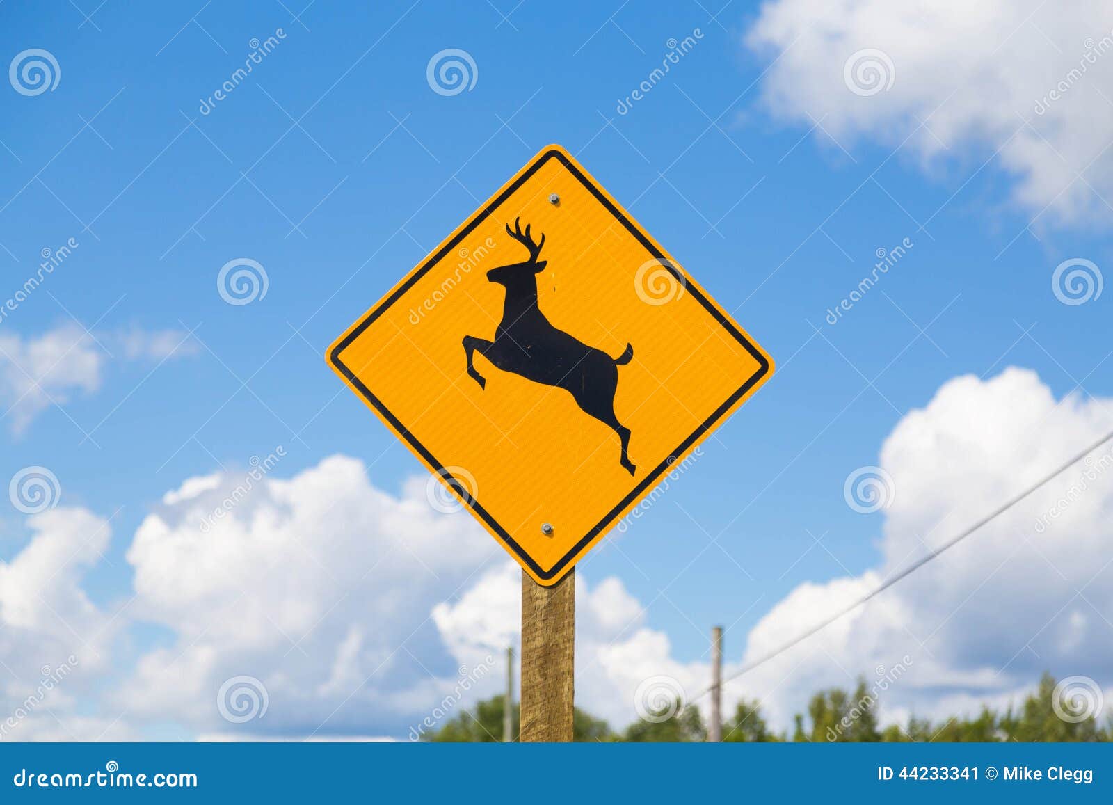 Deer Warning Sign stock image. Image of common, copy - 44233341