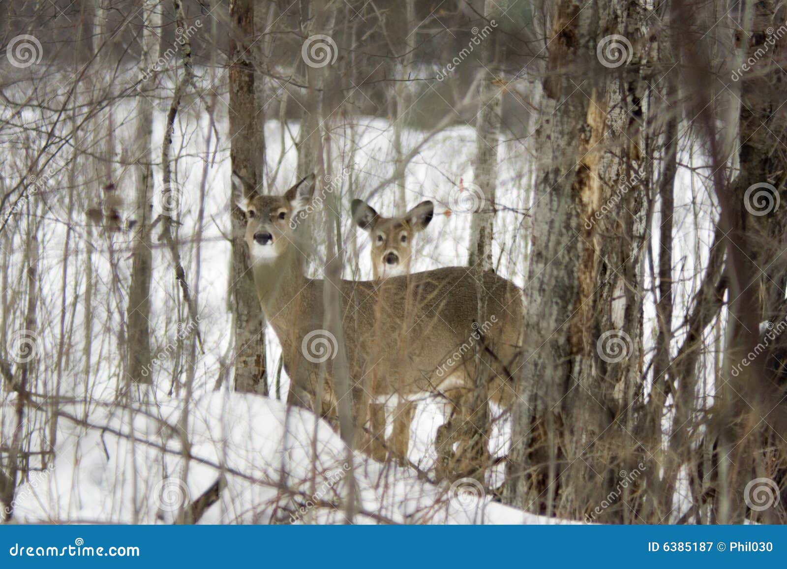 Deer Watching stock image. Image of forest, trees, deer - 6385187