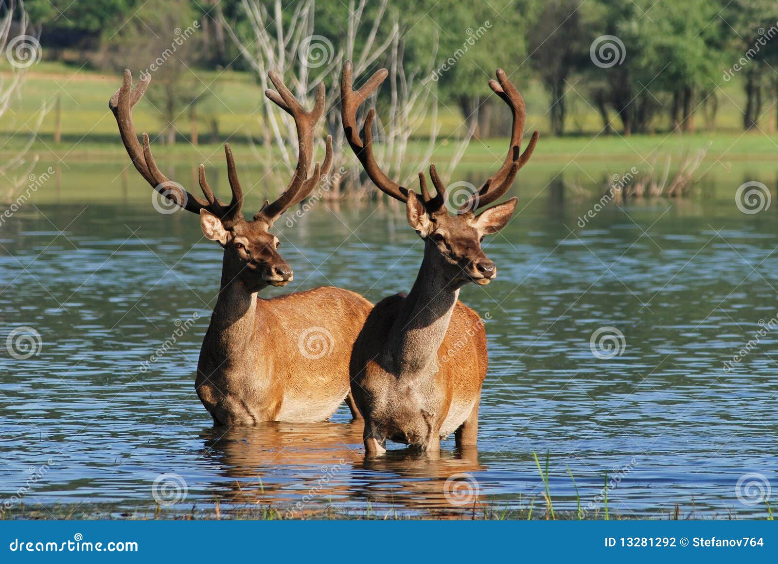 Deer in water stock photo. Image of buck, head, couple - 13281292