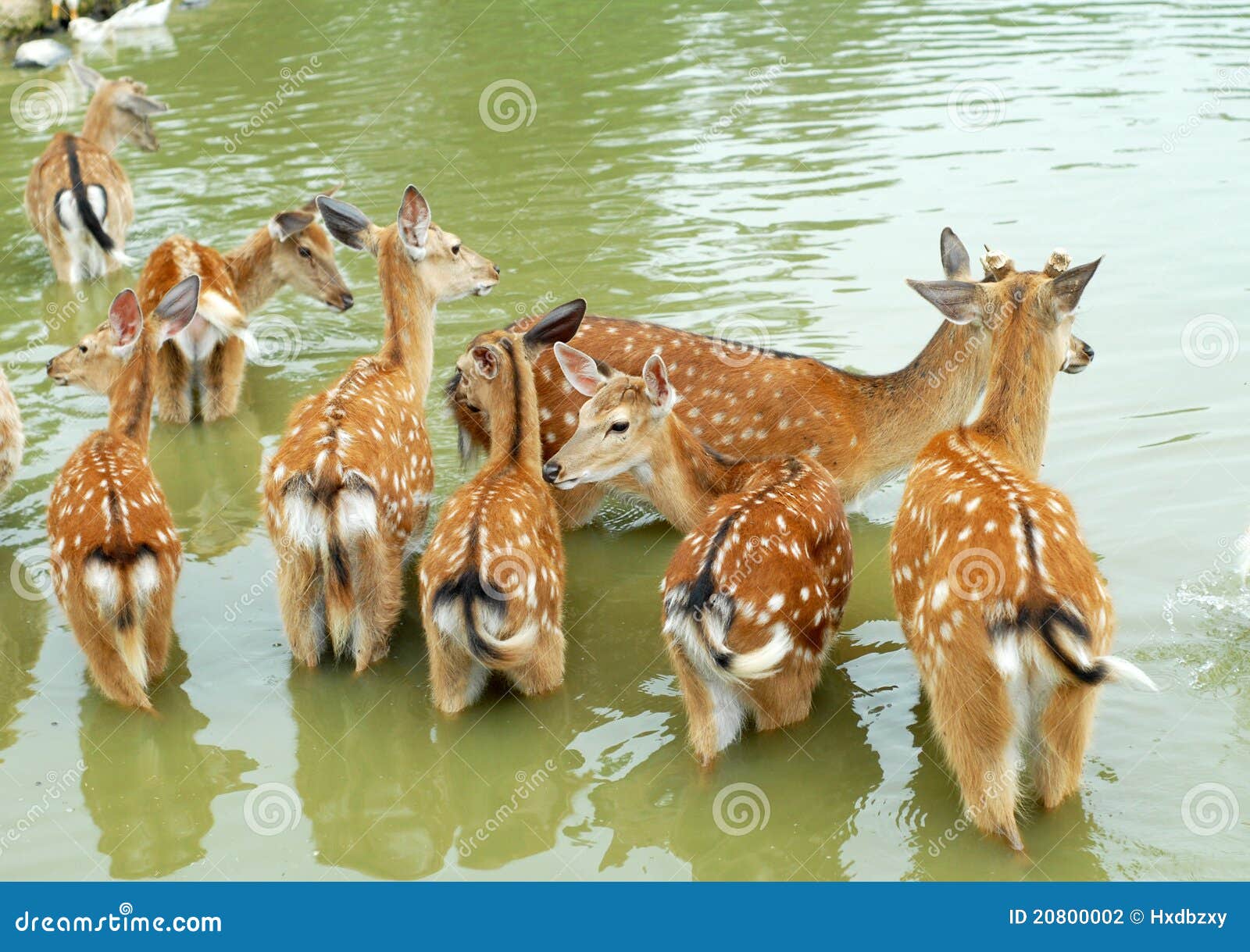 Deer in water stock photo. Image of head, bath, reflection - 20800002