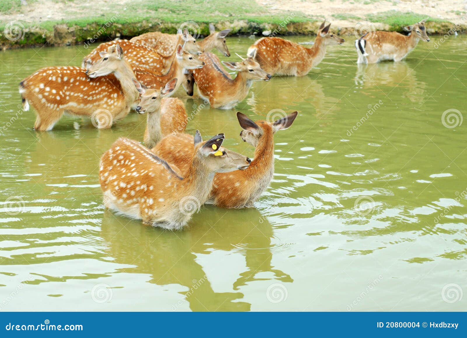 Deer in water stock photo. Image of nature, habitat, buck - 20800004