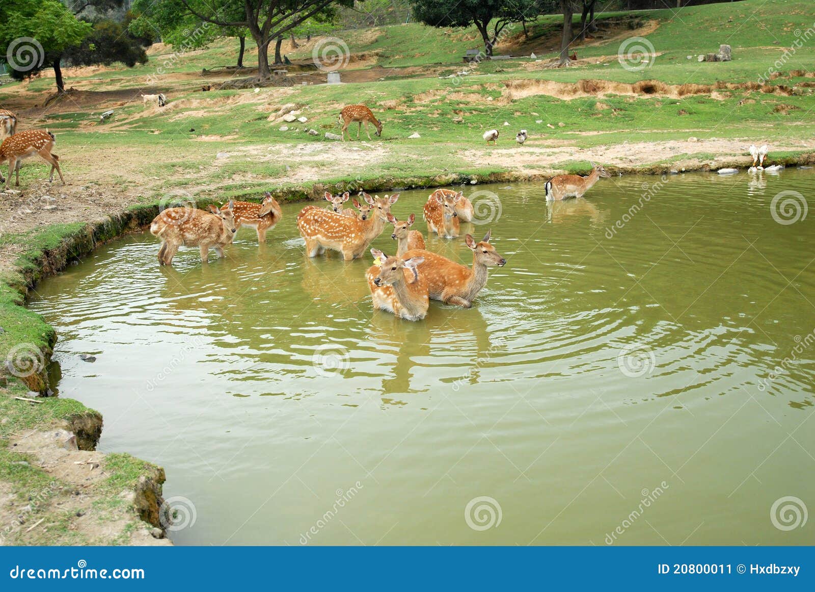 Deer in water stock image. Image of pond, group, deer - 20800011