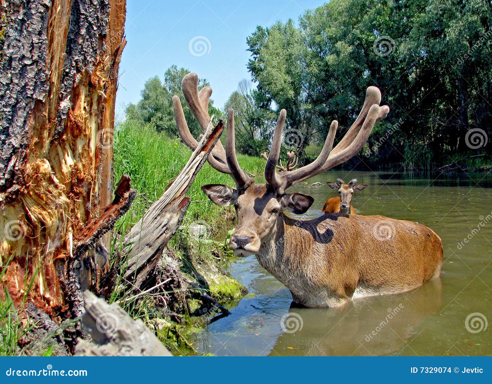 Deer in the water stock photo. Image of deer, swamp, amount - 7329074