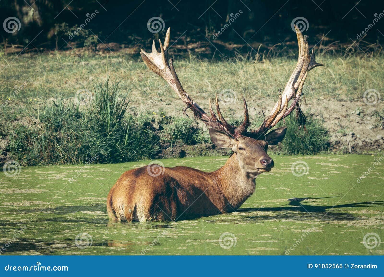 Deer in water stock photo. Image of closeup, buck, richmond - 91052566