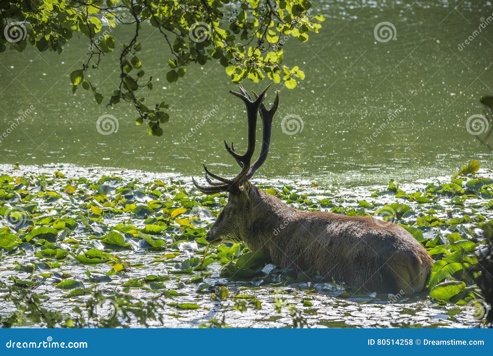 Deer in the water stock photo. Image of mammal, animal - 80514258