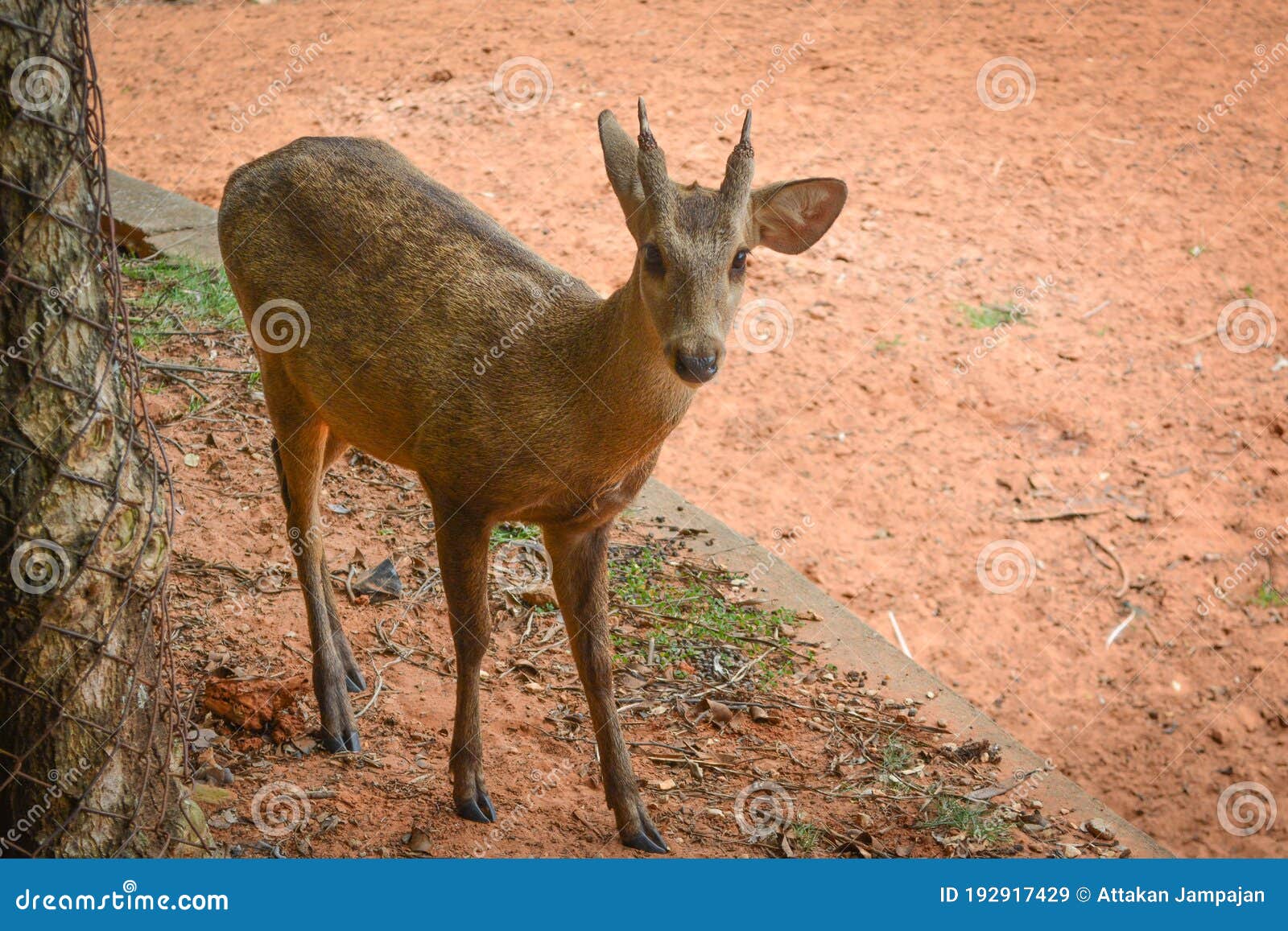 The Deer Were Staring at the Suspicious Thing Stock Image - Image of ...