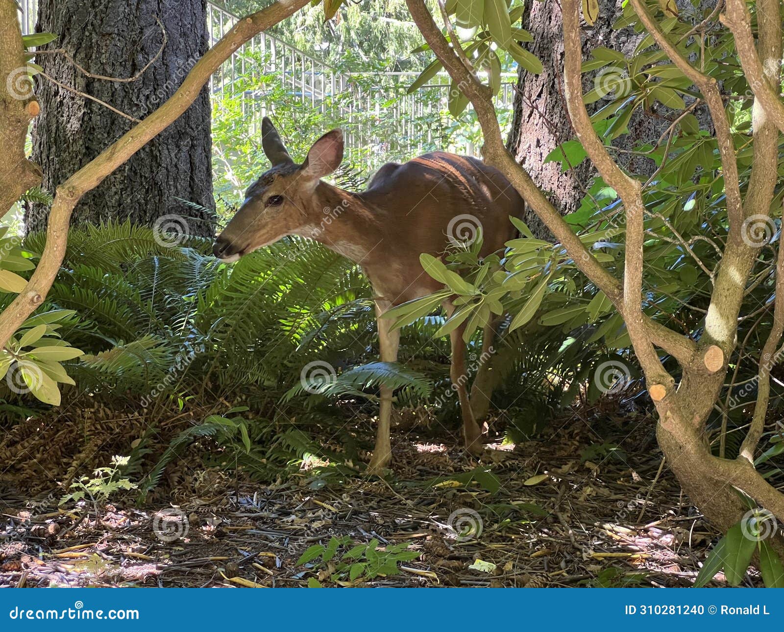 A Deer in Western Washington University Campus Stock Photo - Image of ...