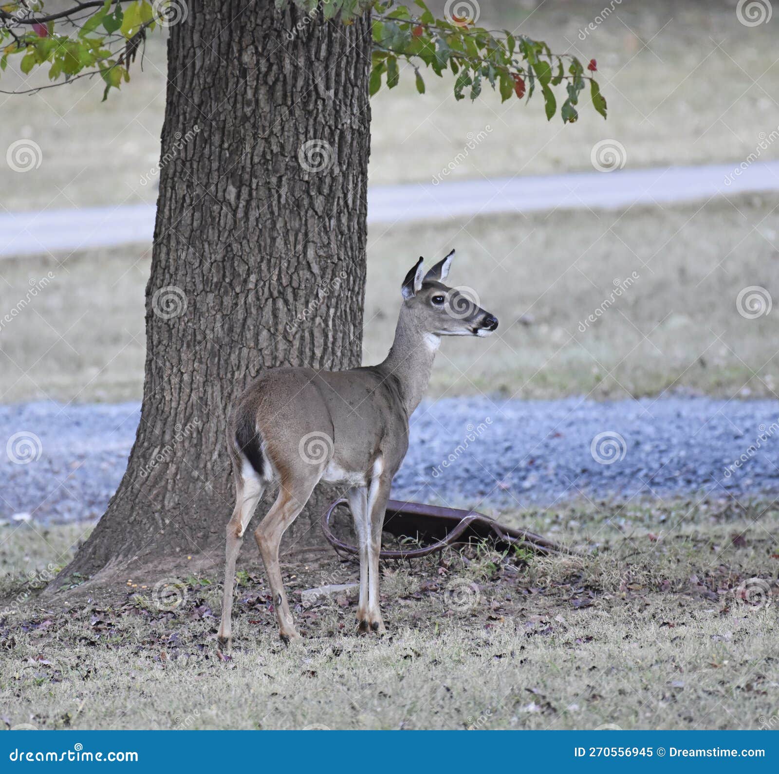 Deer, White-tailed, Doe Standing Alert Under a Tree Next To a Feeding ...