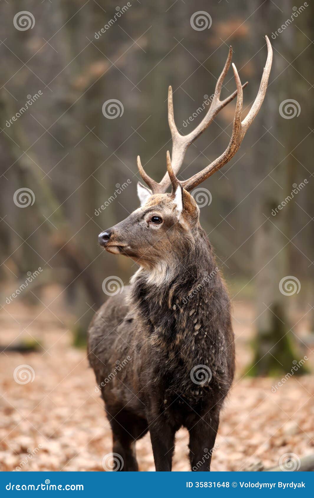 Deer stock photo. Image of landscape, color, foliage - 35831648