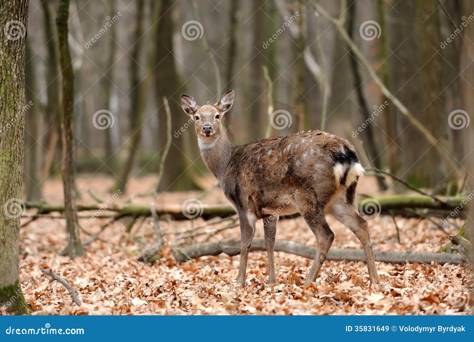 Deer stock image. Image of melancholy, foliage, dawn - 35831649