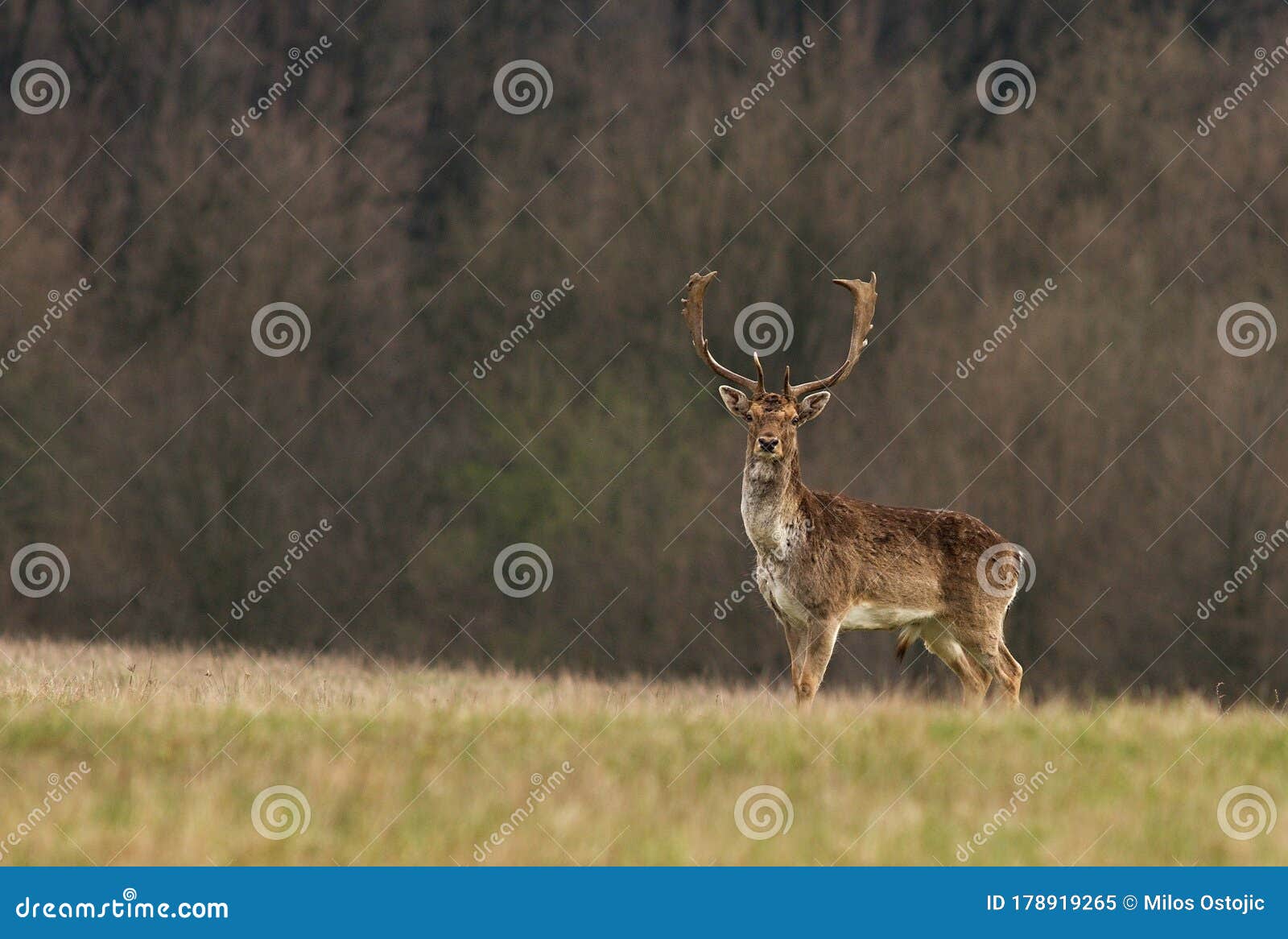 Deer in the wild stock image. Image of shrub, deer, nature - 178919265