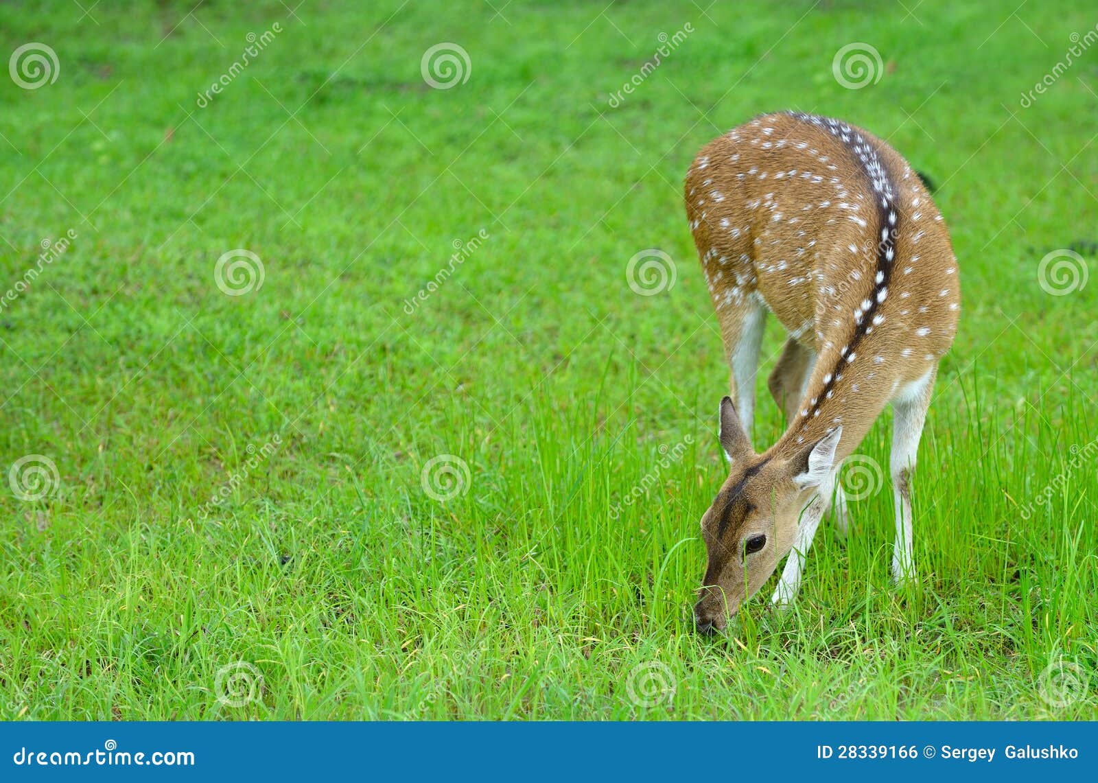 Deer in the wild stock photo. Image of woods, animals - 28339166