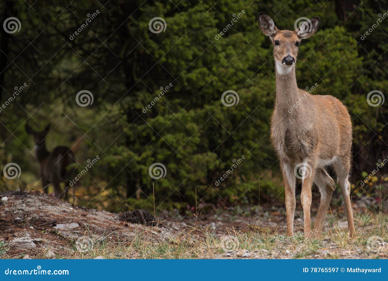Deer stock image. Image of beautiful, prey, nature, alert - 78765597