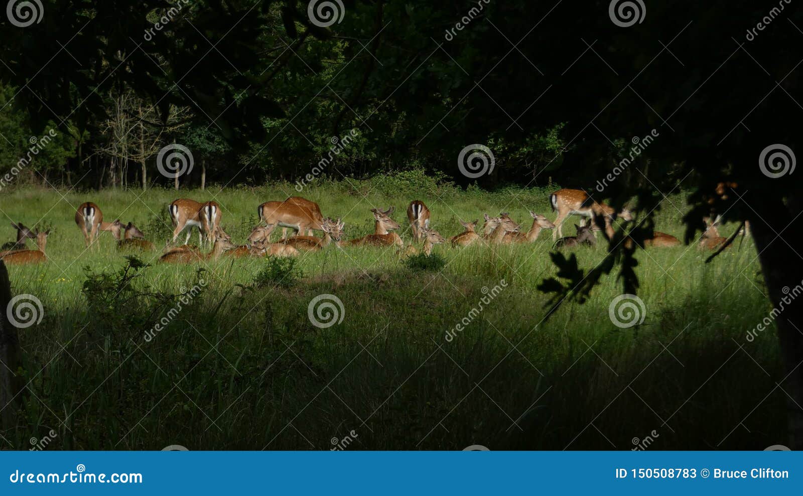 Deer in the Wild Hiding in the Trees Stock Image - Image of deer ...
