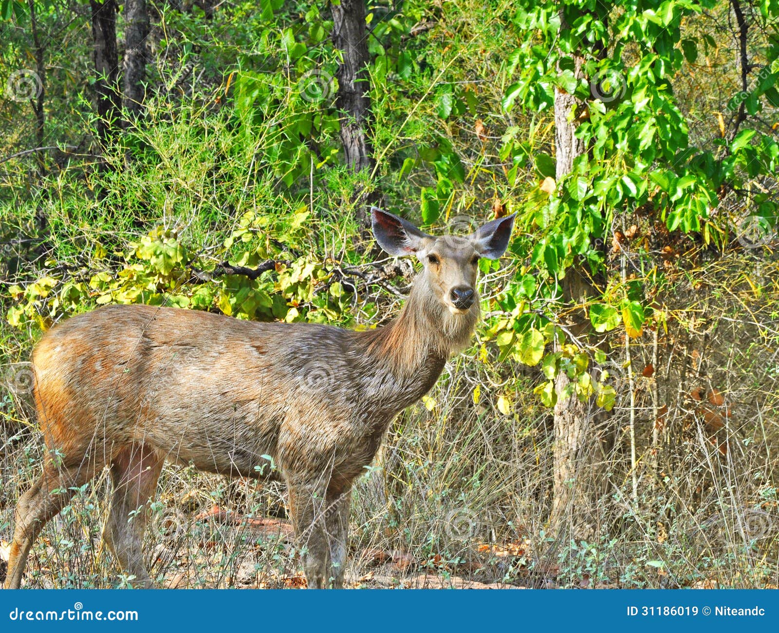 Deer in the wild stock image. Image of madhya, bandhavgarh - 31186019