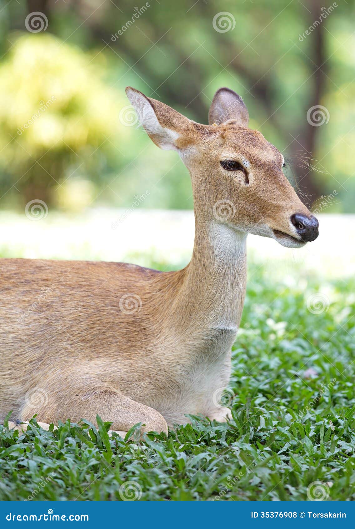 Deer in wild nature stock photo. Image of fallow, green - 35376908