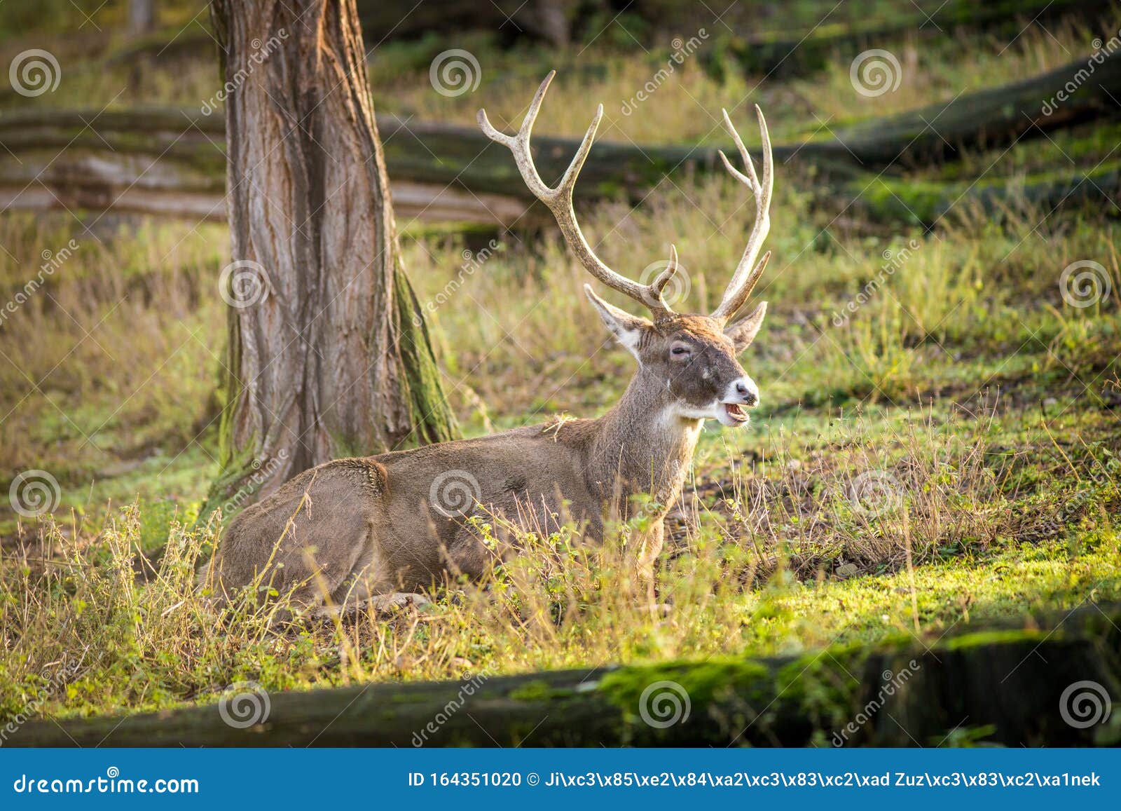 Deer in the wild nature stock photo. Image of animal - 164351020