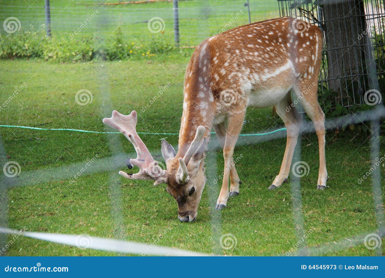 Deer stock image. Image of colorful, tailed, fallow, nibbling - 64545973