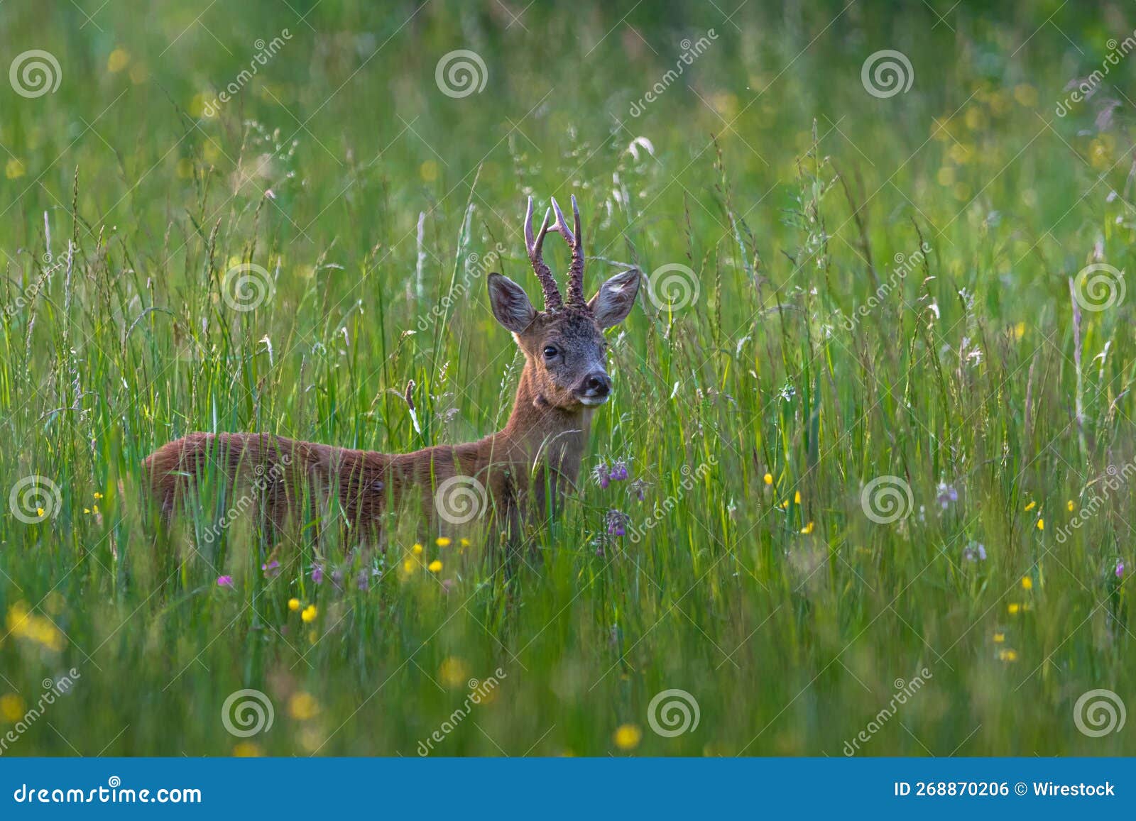 Deer in Wilderness in Summer Stock Photo - Image of wildlife, mammal ...