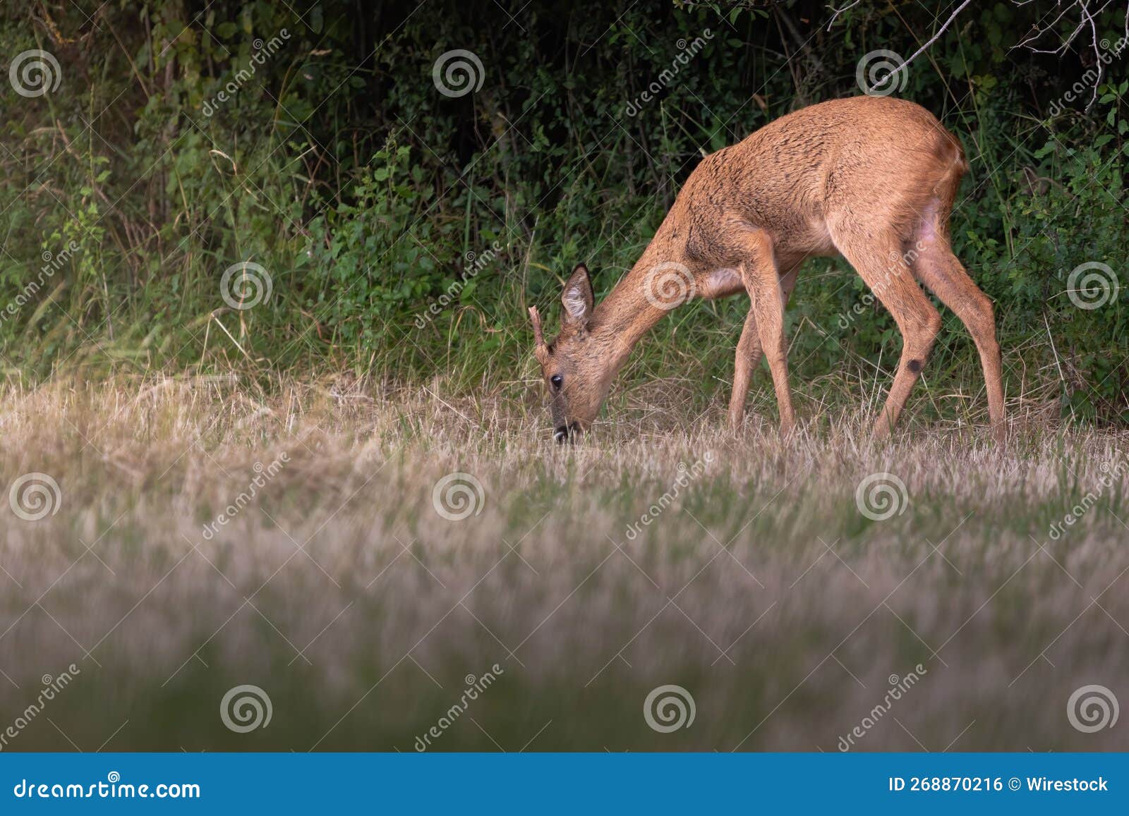 Deer in Wilderness in Summer Stock Photo - Image of beautiful, buckskin ...