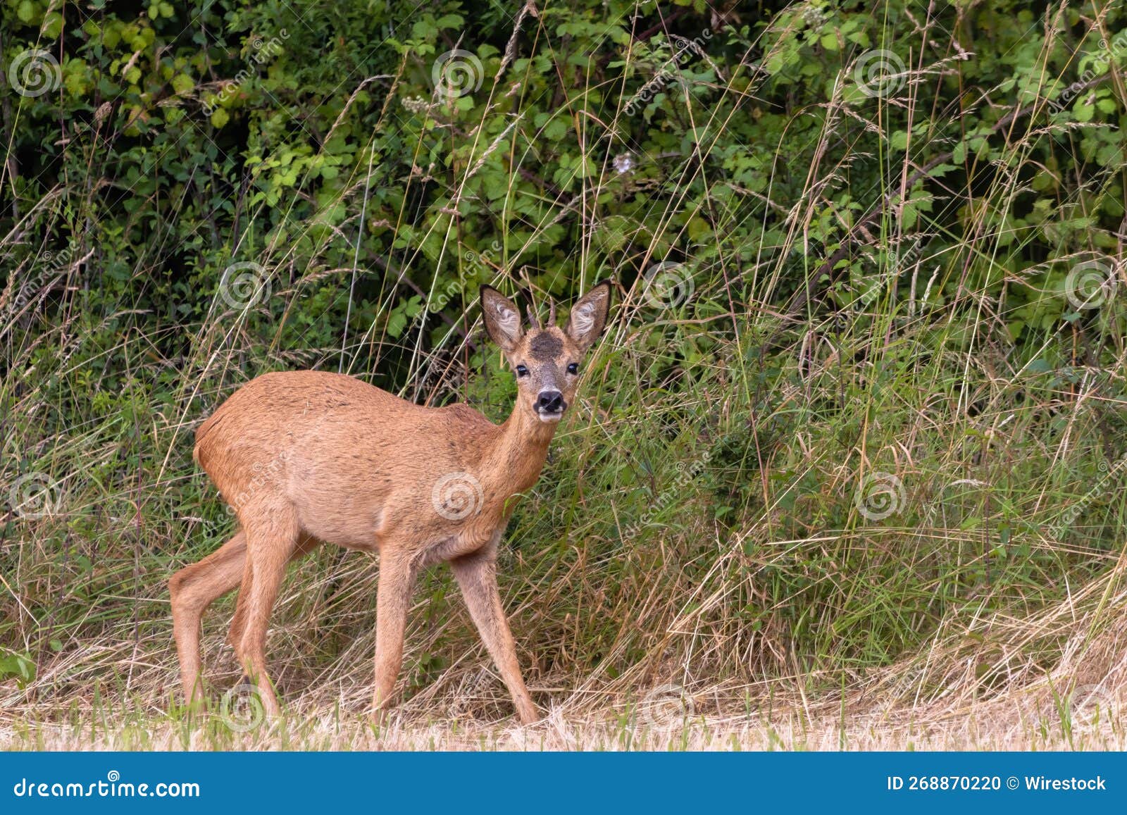 Deer in Wilderness in Summer Stock Photo - Image of outdoors, forest ...