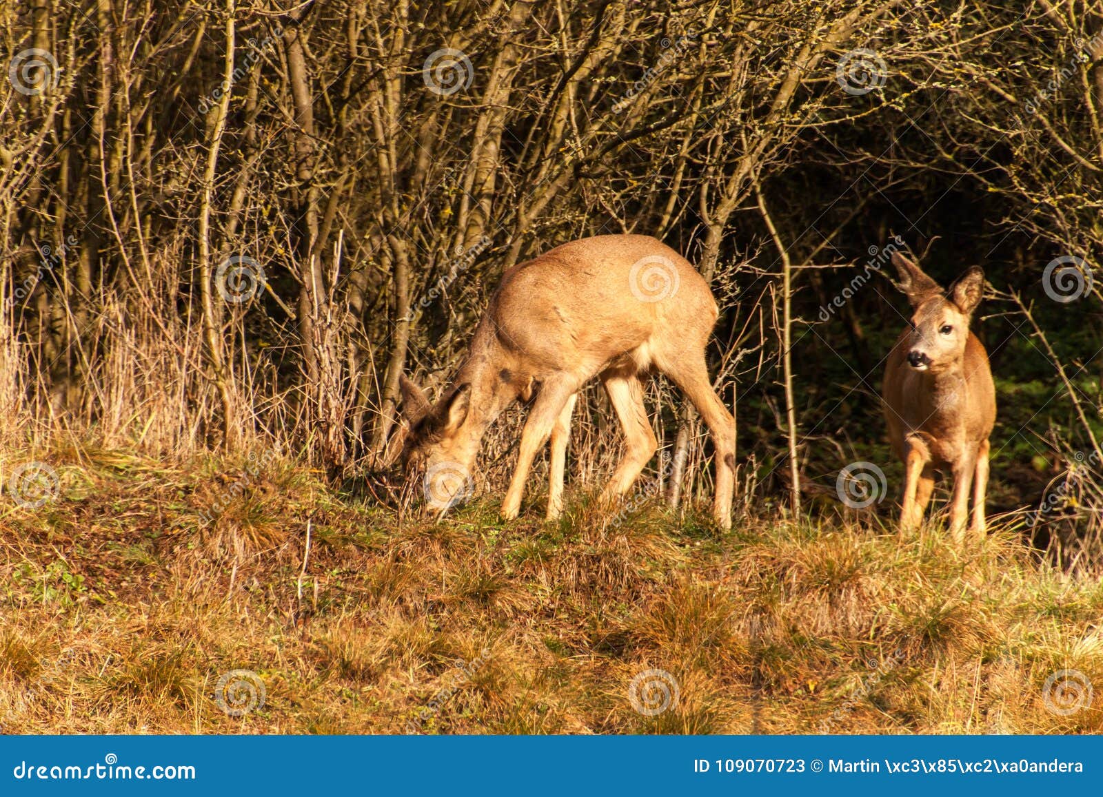 Deer in Wildlife. Deer in the Bushes. Wildlife in the Czech Republic ...