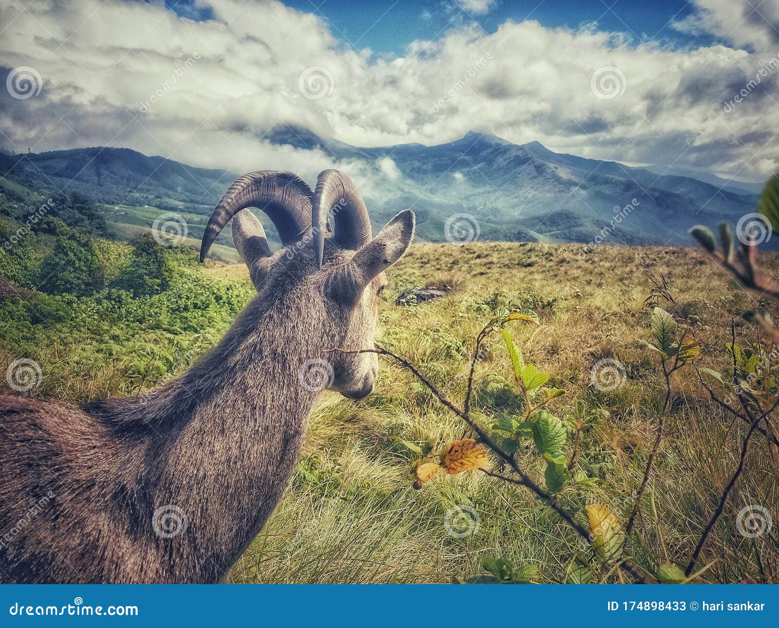 Deer Wildlife Forest Munnar Kerala India Stock Image - Image of forest ...