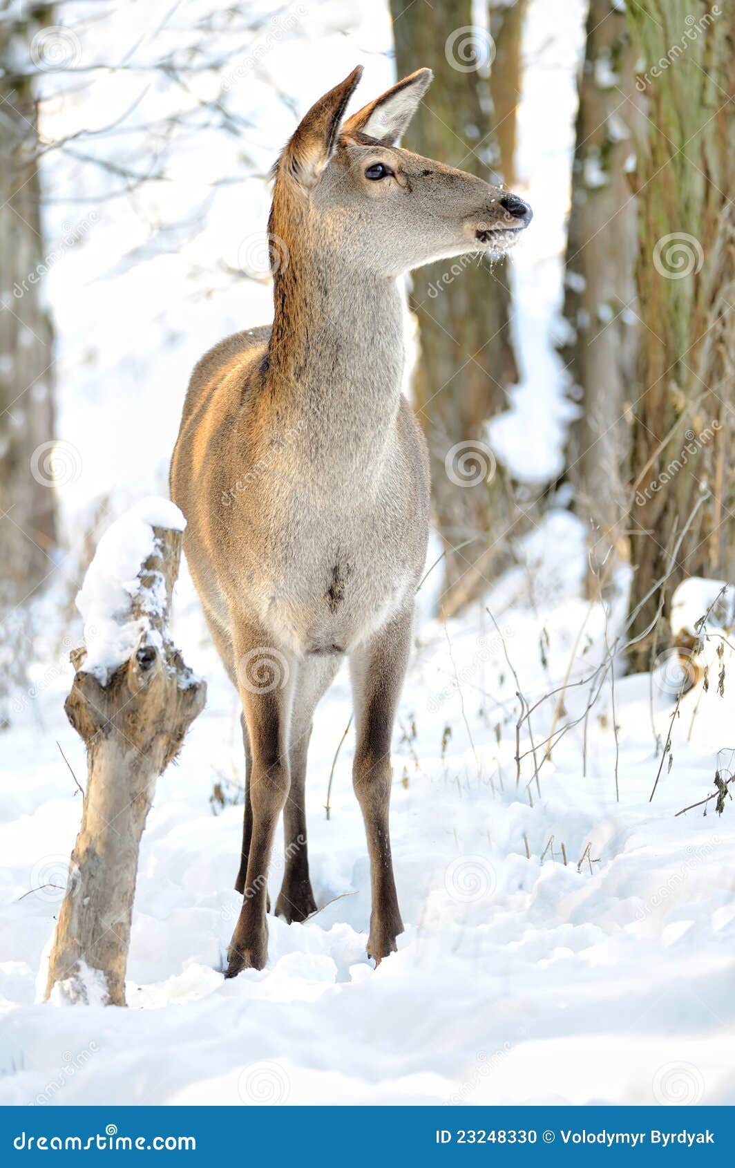 Deer in winter forest stock photo. Image of cleave, ears - 23248330