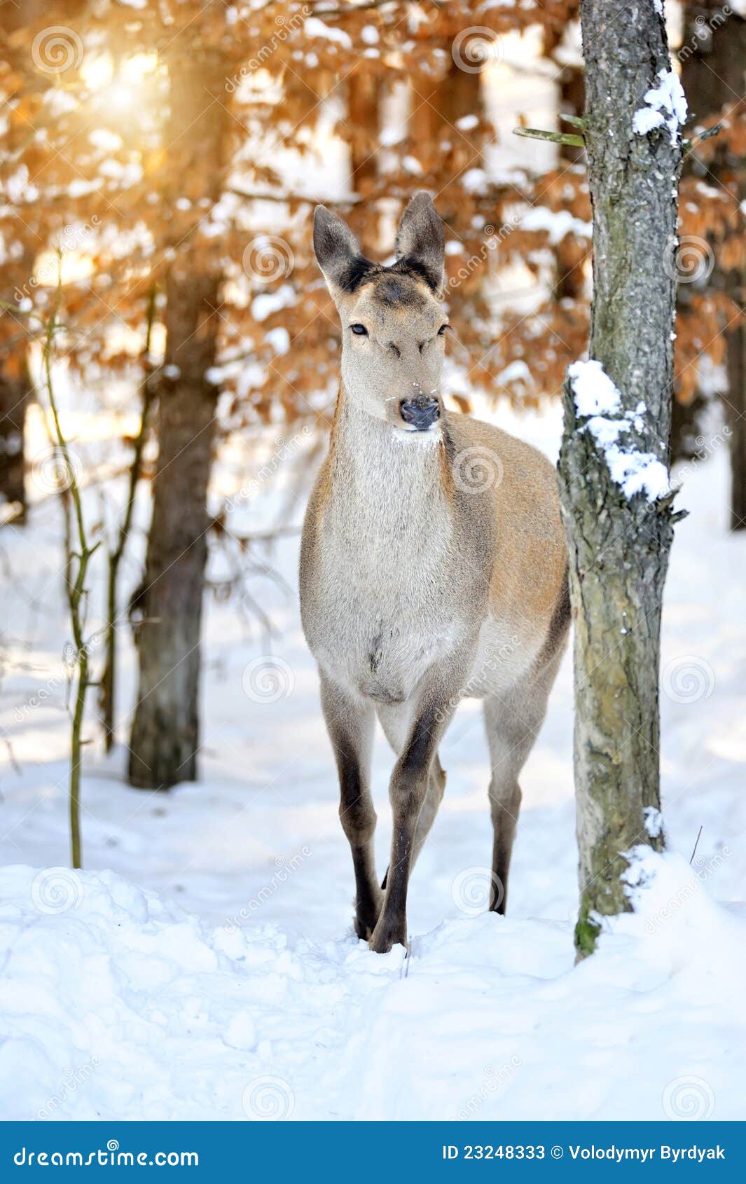 Deer in winter forest stock image. Image of dominant - 23248333