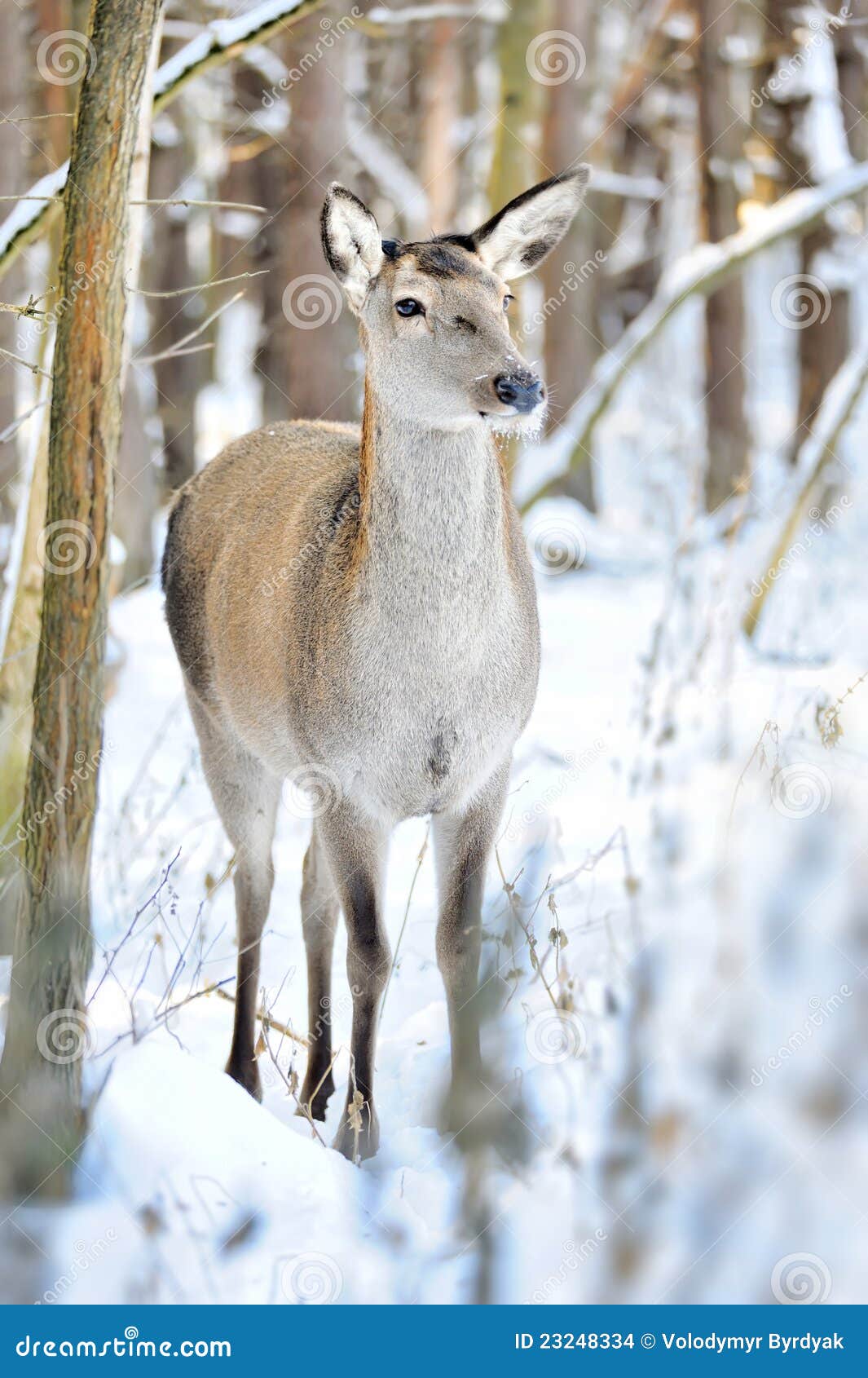 Deer in winter forest stock photo. Image of forest, brown - 23248334