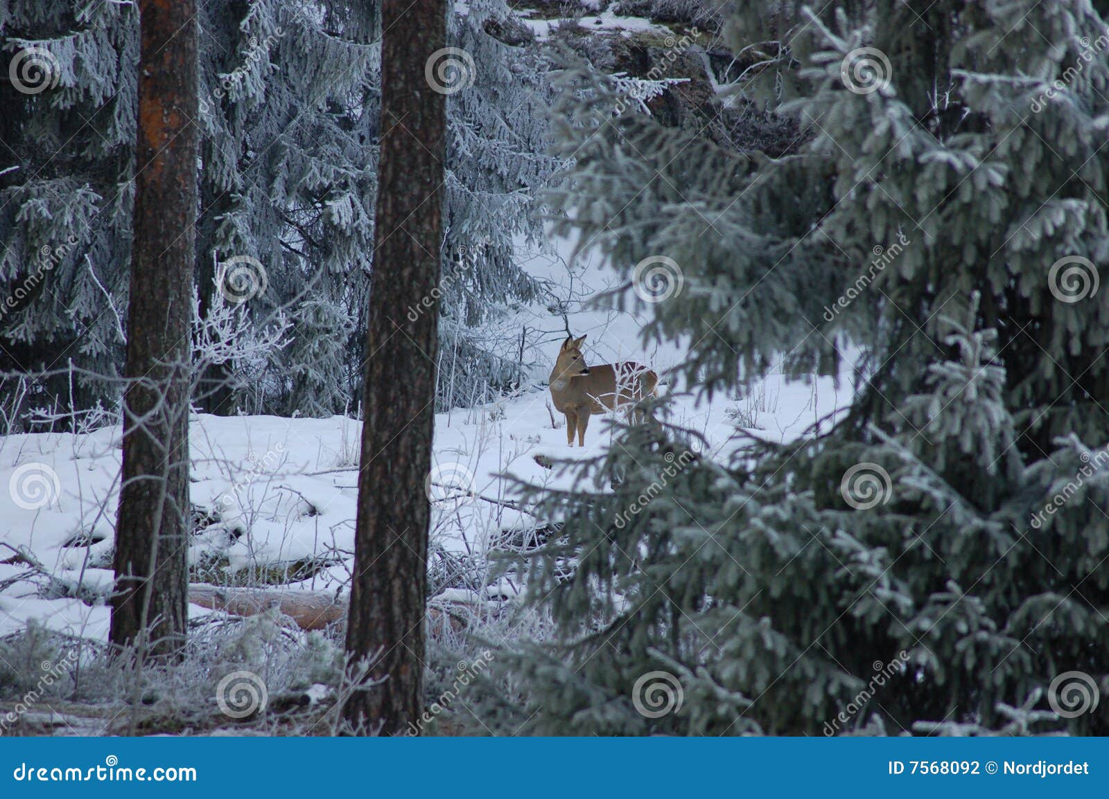 Deer in winter forest stock photo. Image of whitetail - 7568092