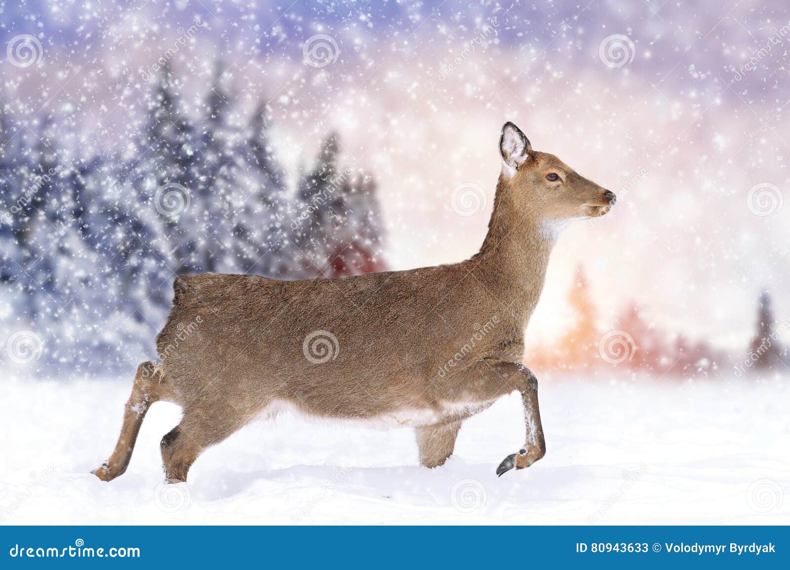 Deer in winter forest stock image. Image of background - 80943633