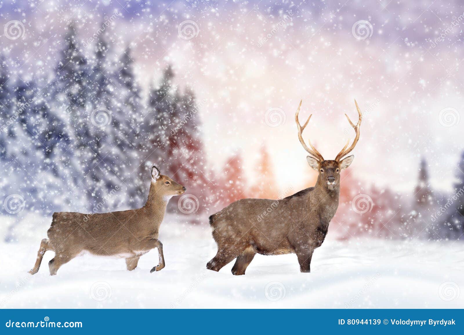 Deer in winter forest stock image. Image of snow, mammal - 80944139
