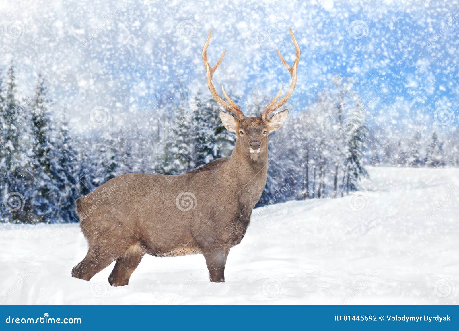 Deer in winter forest stock photo. Image of season, cold - 81445692