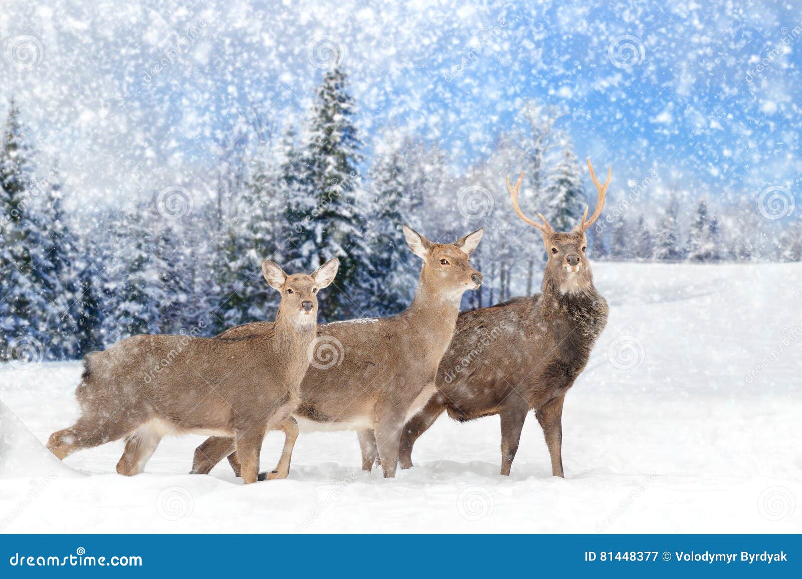 Deer in winter forest stock image. Image of morning, forest - 81448377