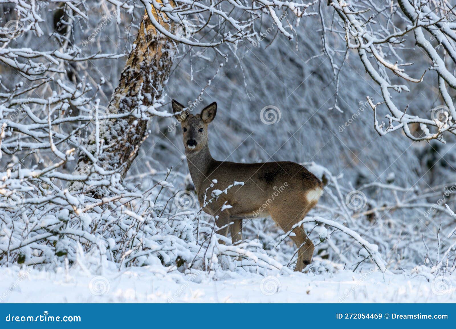 Deer in winter stock image. Image of nice, season, copy - 272054469