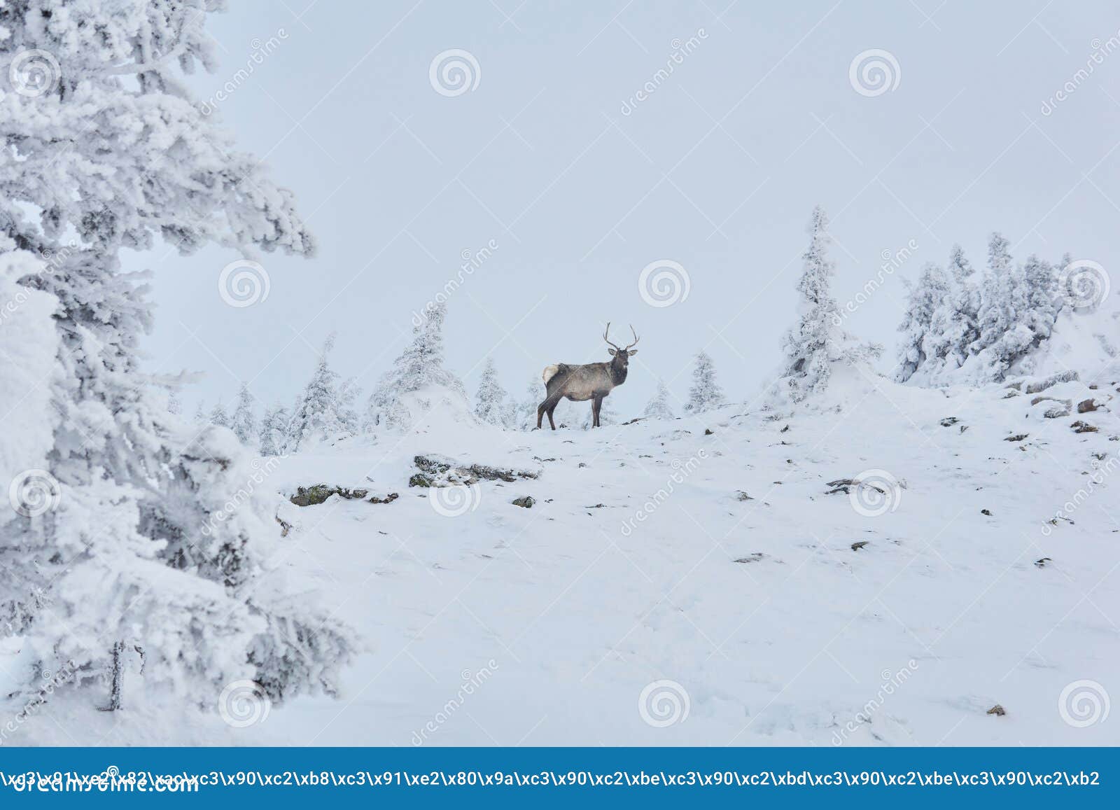 Deer in the Winter Mountain Forest Stock Photo - Image of highlands ...