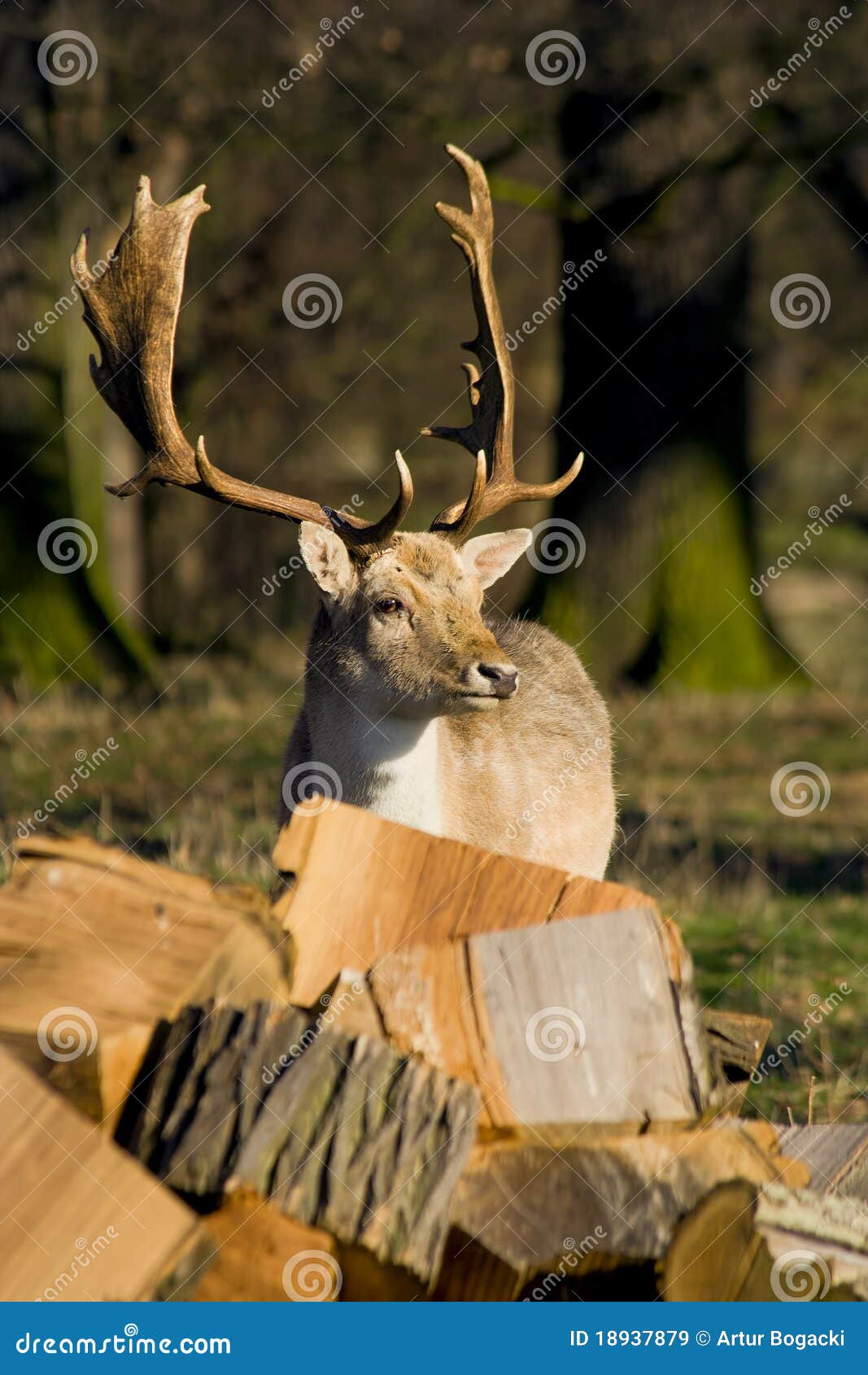 Deer in the Woodland stock image. Image of grass, nature - 18937879