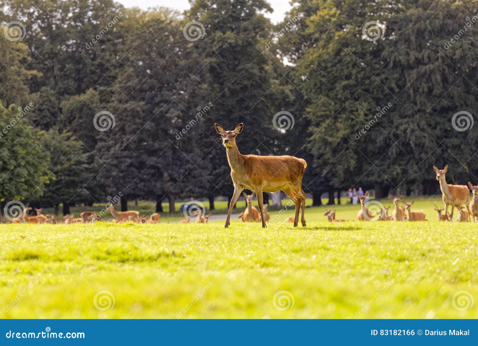 Deer in woodlands stock photo. Image of grass, female - 83182166