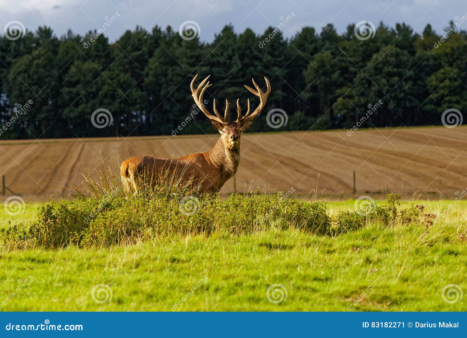 Deer in woodlands stock image. Image of herding, female - 83182271