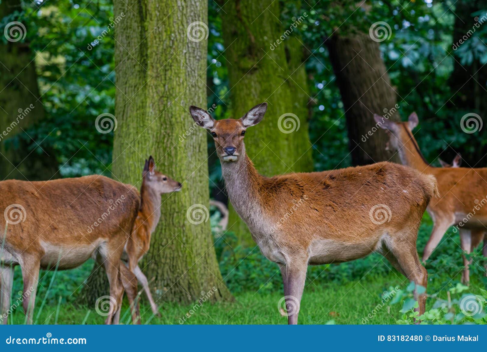 Deer in woodlands stock photo. Image of herd, majestic - 83182480