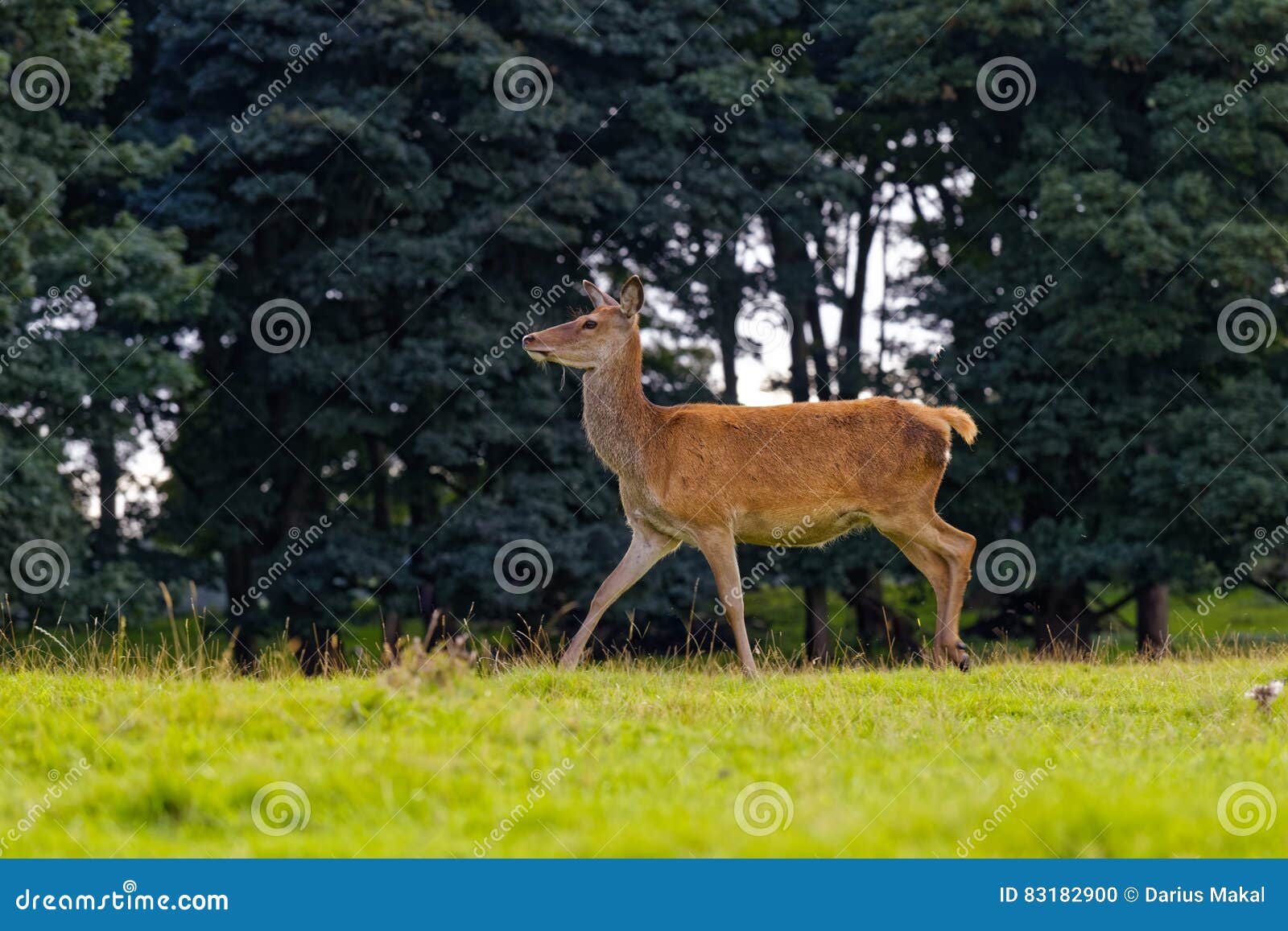 Deer in woodlands stock photo. Image of forest, looking - 83182900