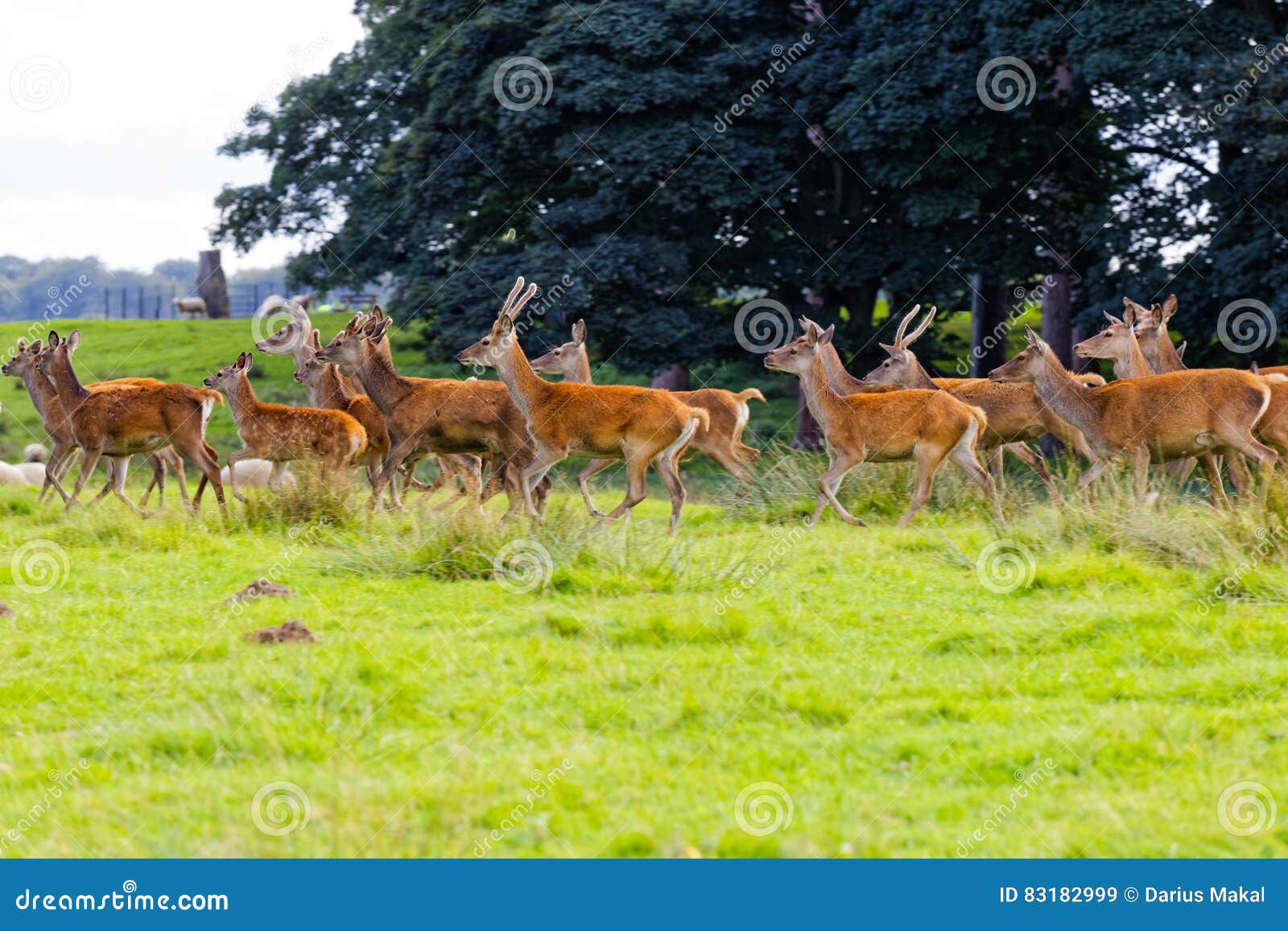 Deer in woodlands stock image. Image of group, early - 83182999