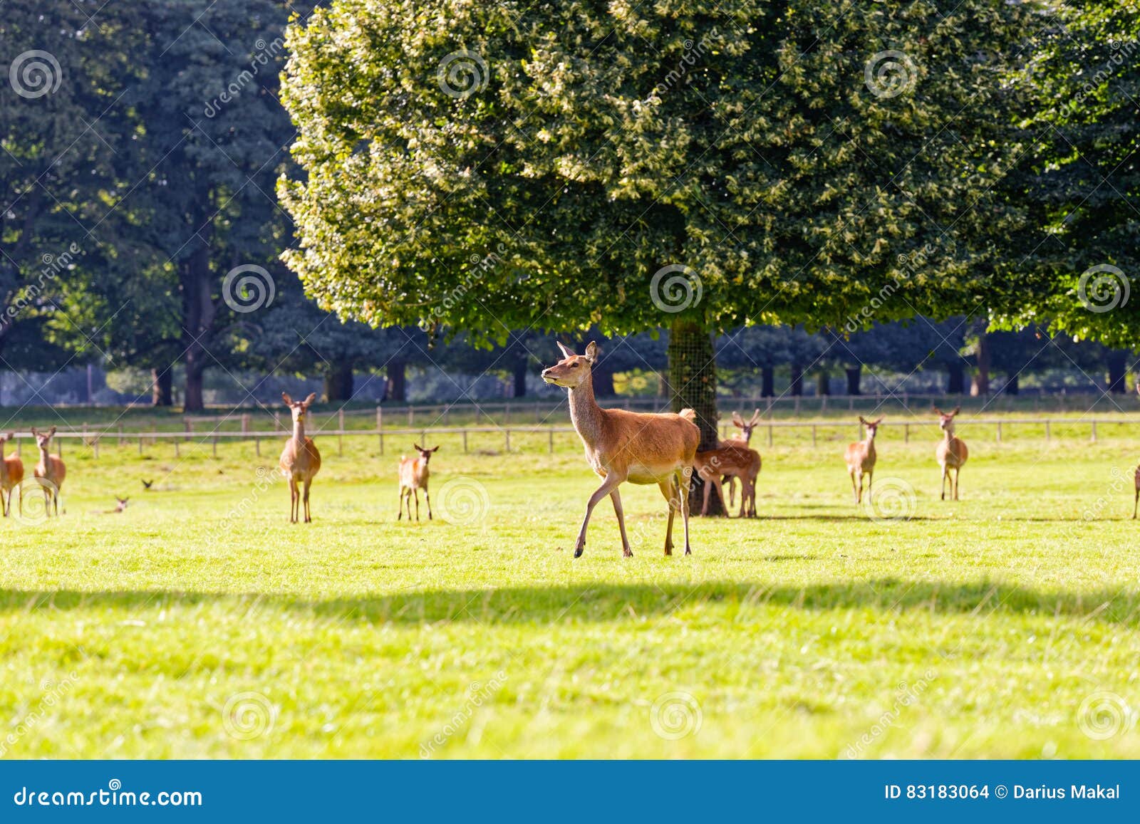 Deer in woodlands stock photo. Image of antler, horizontal - 83183064