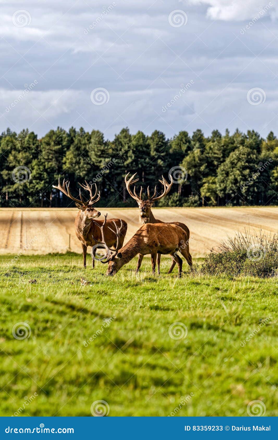 Deer in woodlands stock image. Image of fawn, deer, leicester - 83359233